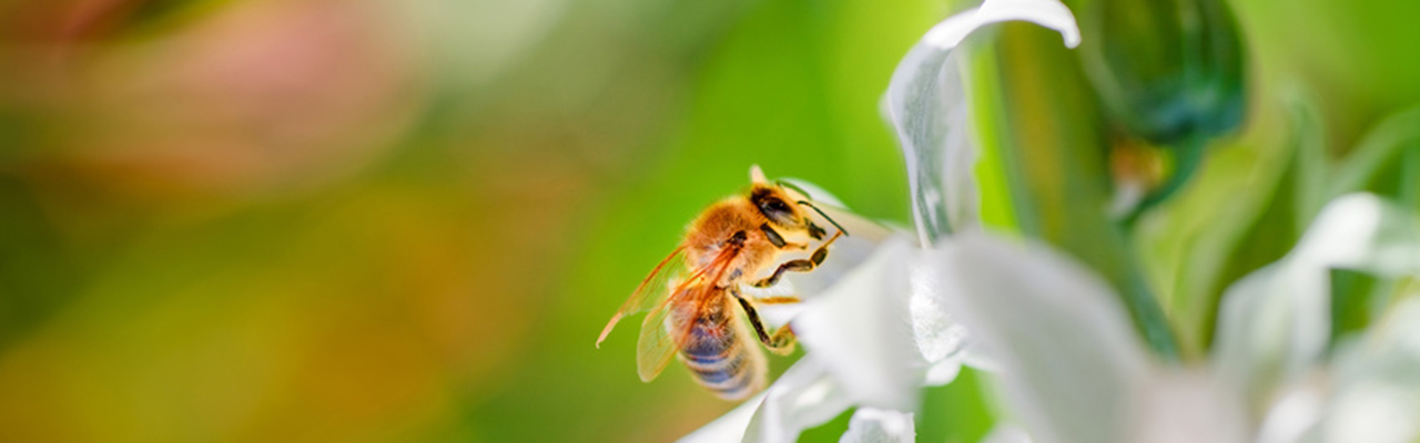 Achievements in Agroecosystems: Pollinators programme – IUBS